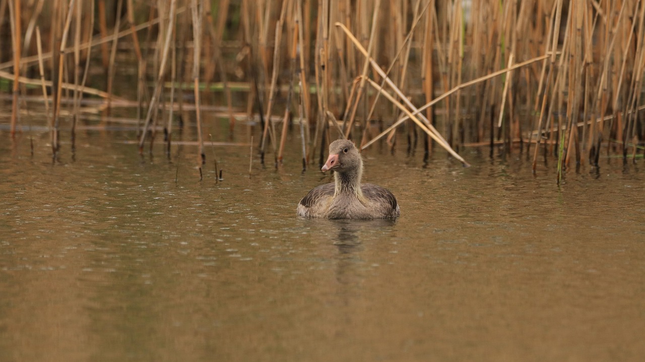 Lake Water Bird Nature - Free photo on Pixabay