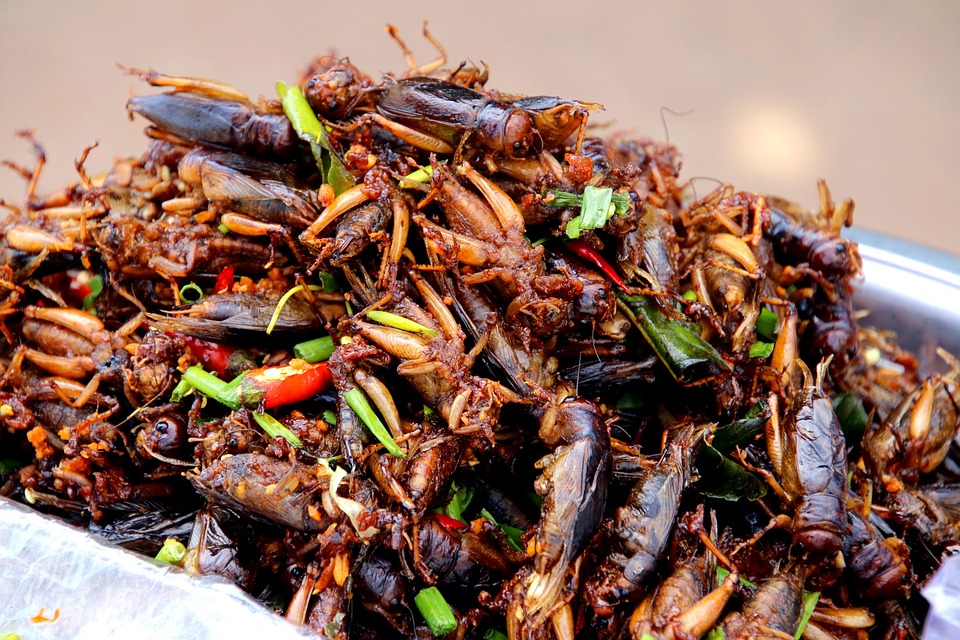 Cockroaches Salad Chili Spring - Free photo on Pixabay - Pixabay