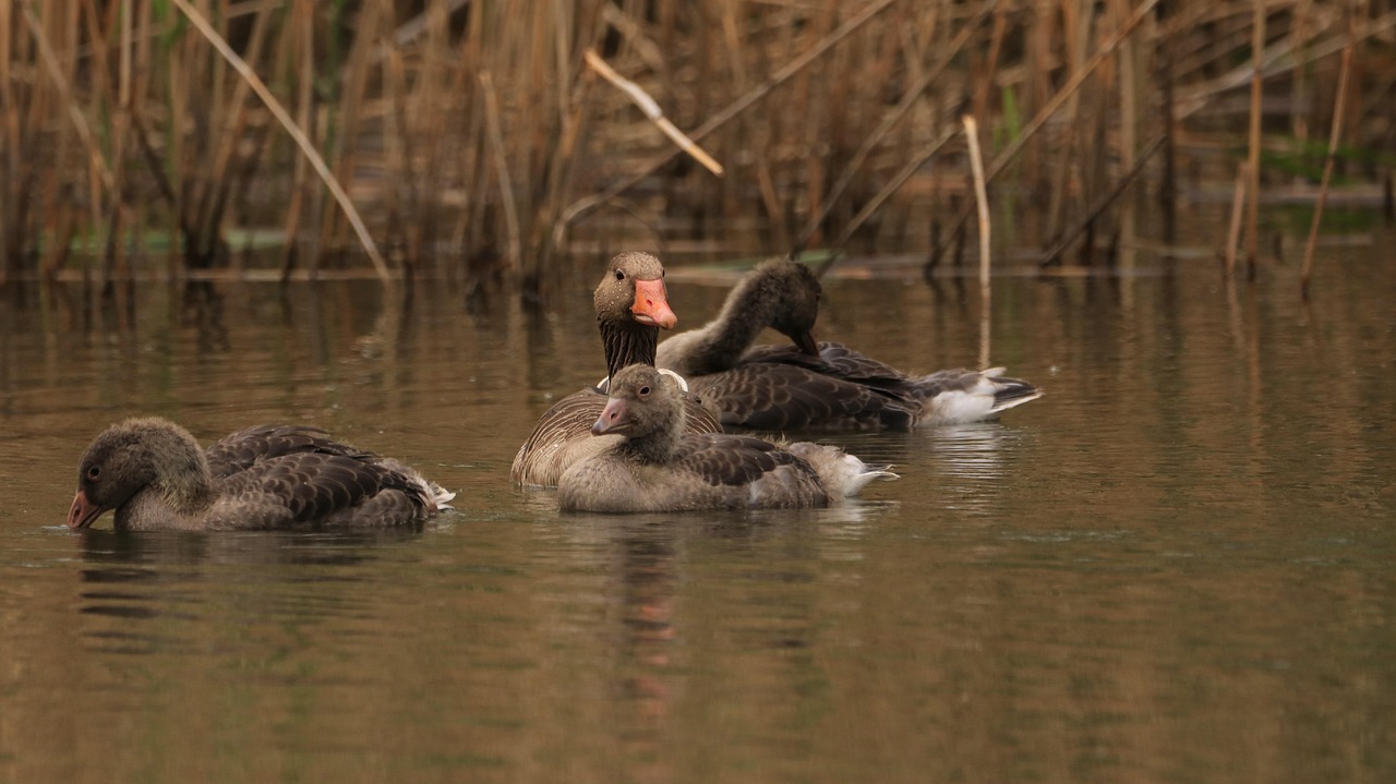 Lake Water Bird Nature - Free photo on Pixabay - Pixabay