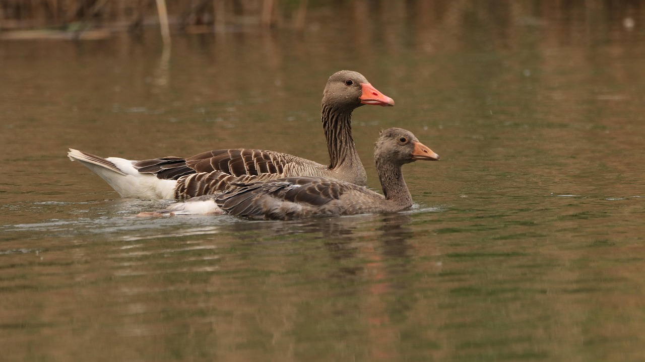 Lake Water Bird Nature - Free photo on Pixabay - Pixabay