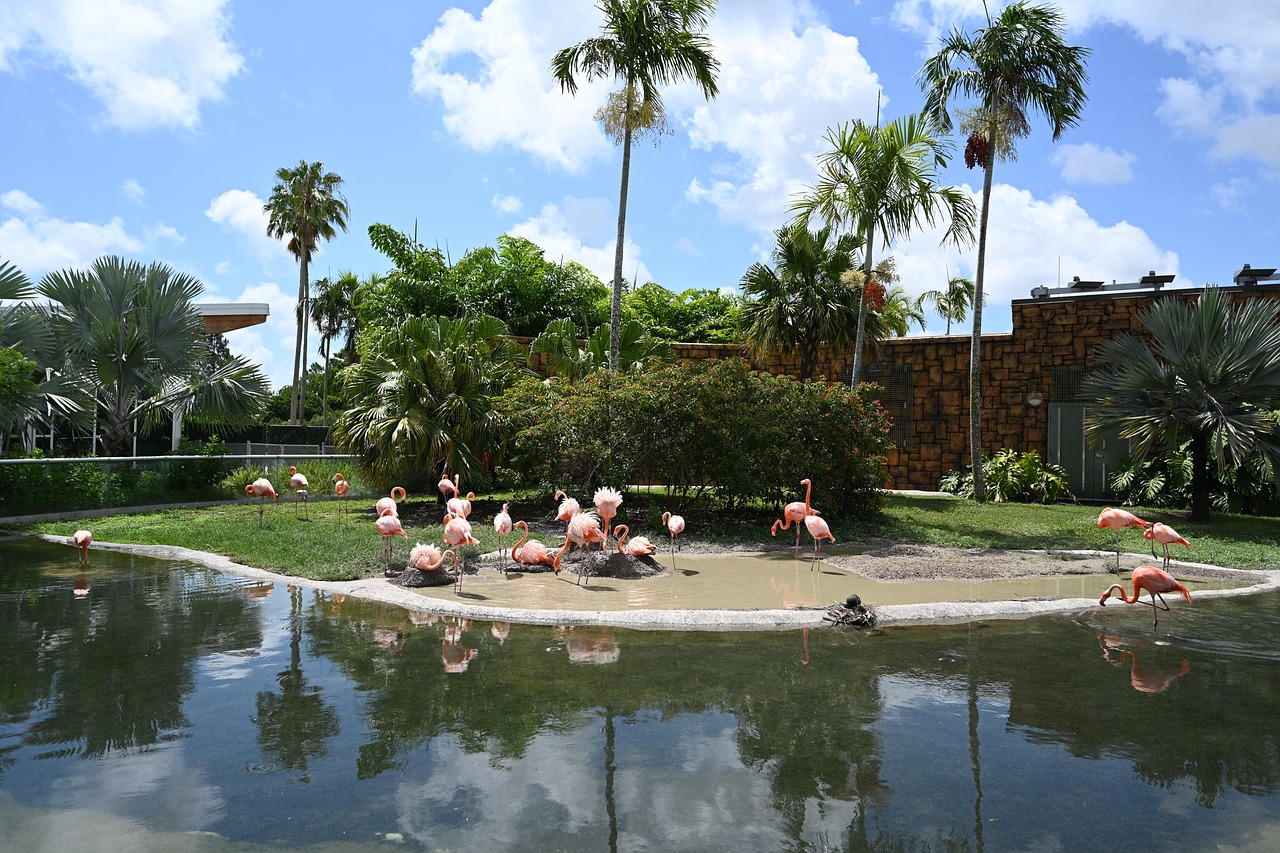 Flamingo Miami Zoo Monde Photo Gratuite Sur Pixabay Pixabay