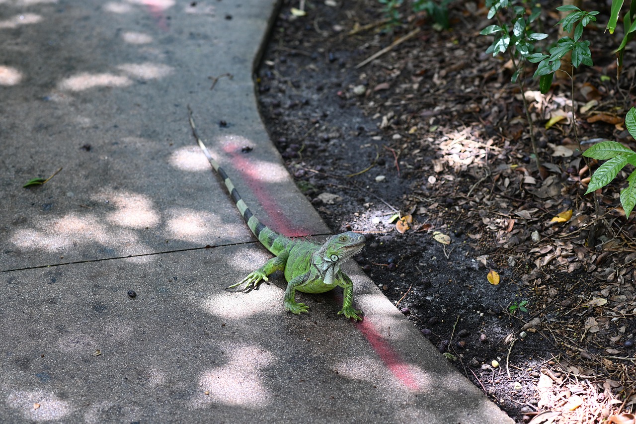 Iguana Zoo Nature - Free photo on Pixabay - Pixabay