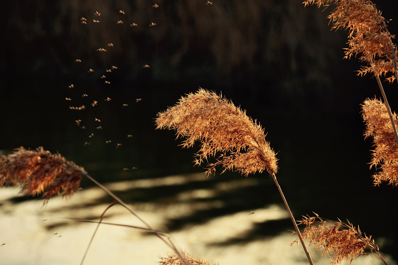 Reed Early Spring Sunset At - Free photo on Pixabay