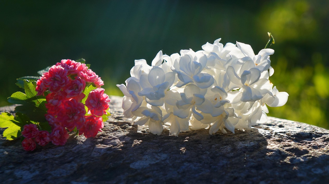 Naturaleza Plantas Blanco - Foto gratis en Pixabay - Pixabay