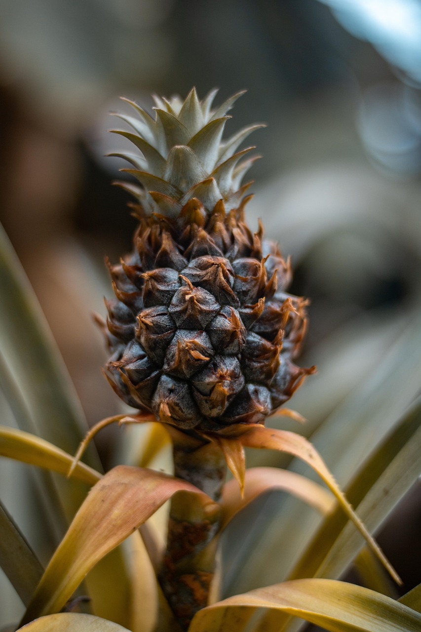 Natureza Fruta Planta - Foto gratuita no Pixabay - Pixabay