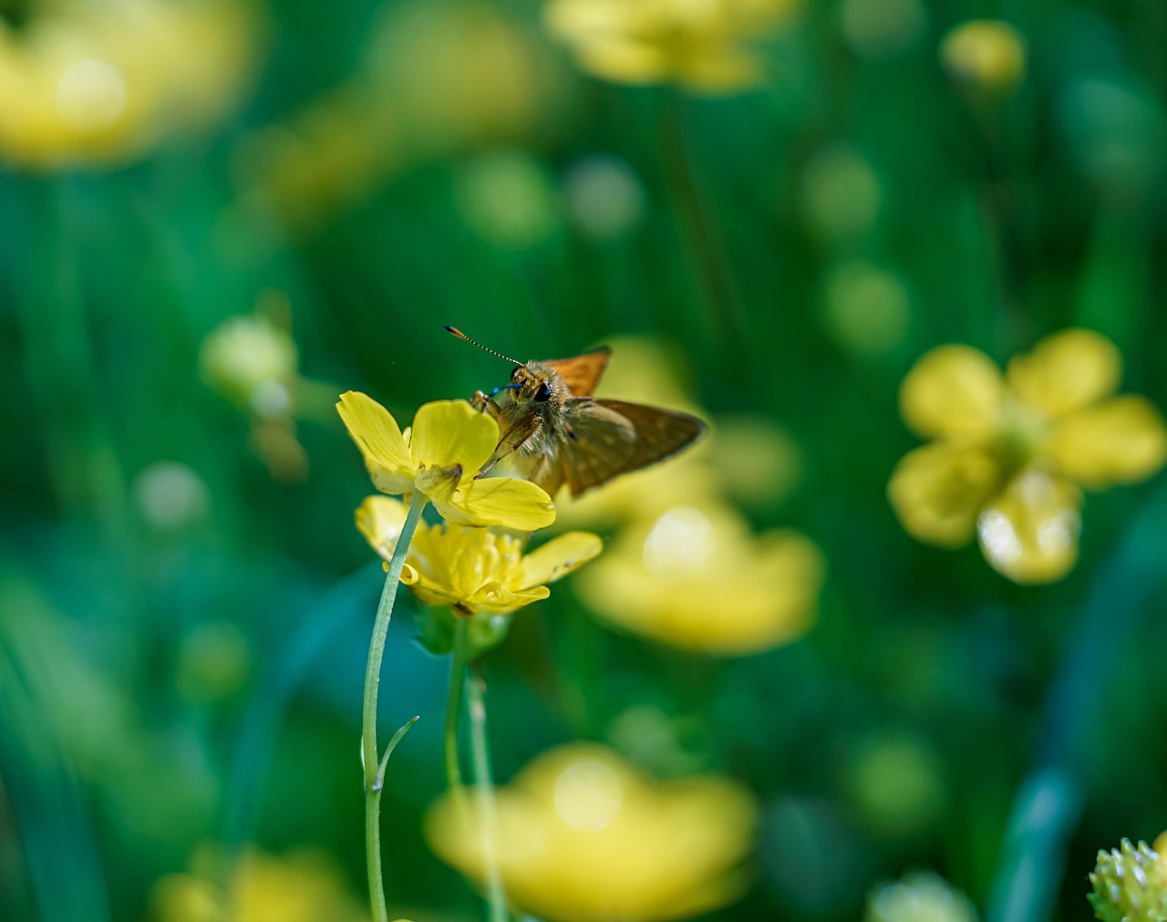 Butterfly Green Colorful - Free photo on Pixabay