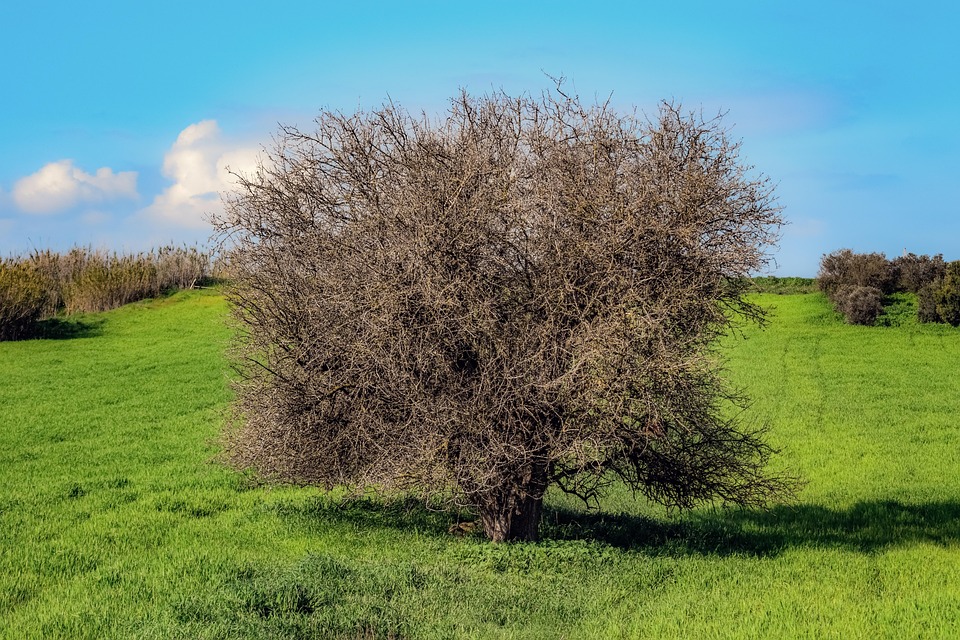 Tree Prairie Nature - Free photo on Pixabay