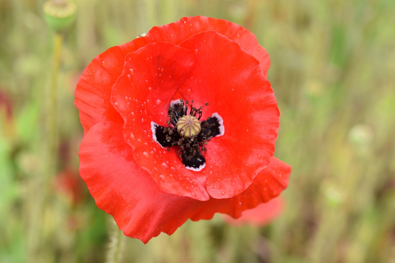Fleur Coquelicots Rose - Photo gratuite sur Pixabay - Pixabay