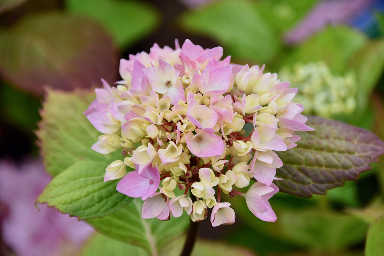 Flower Hydrangea Pink - Free photo on Pixabay - Pixabay