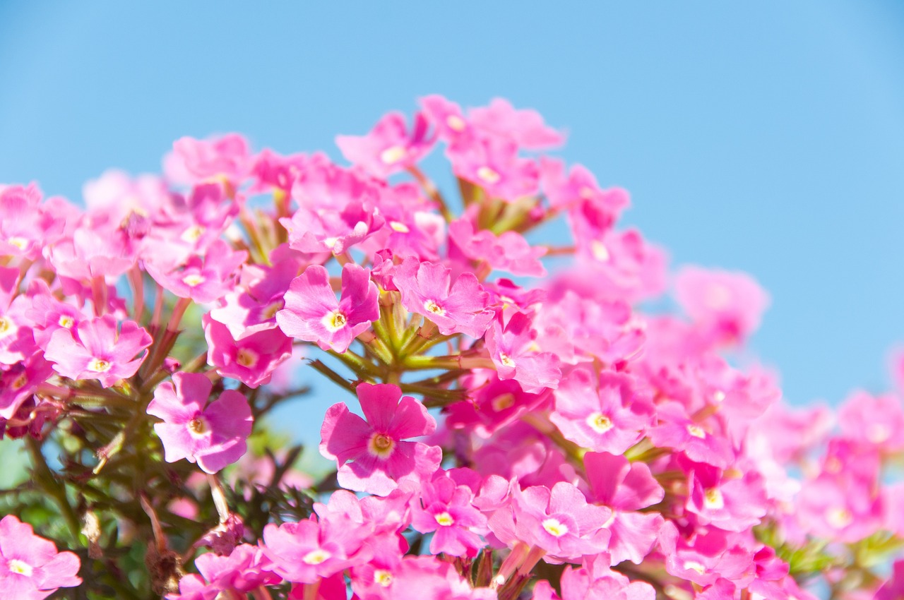 Fleurs Rose Épanouissement Le - Photo gratuite sur Pixabay - Pixabay
