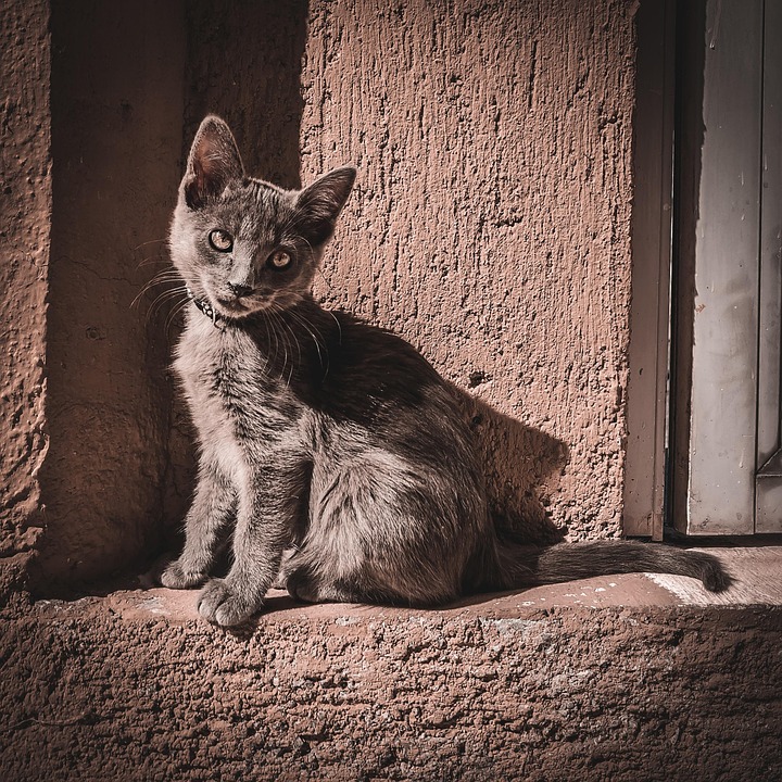 Cat Kitten Pet - Free photo on Pixabay