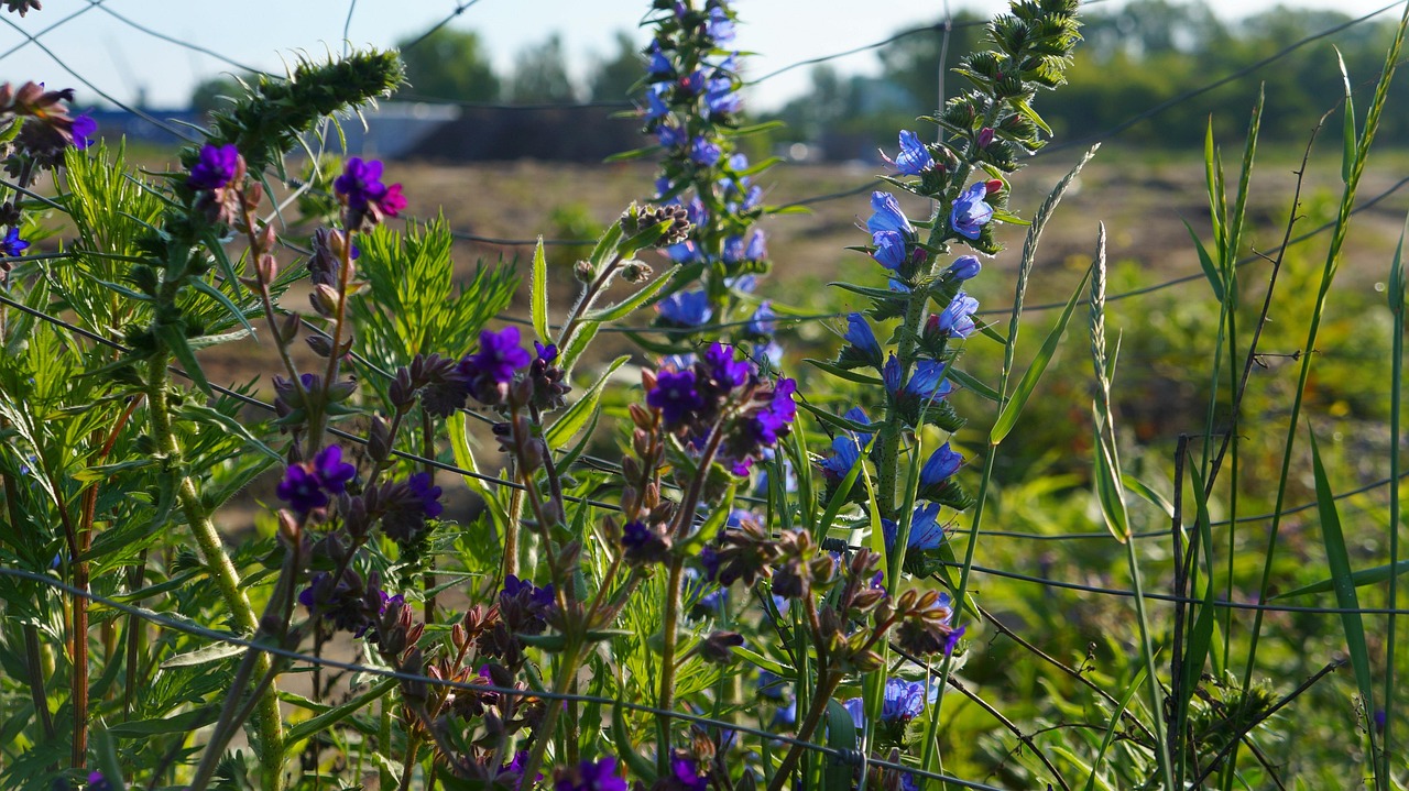 Nature Plants Blue - Free photo on Pixabay - Pixabay