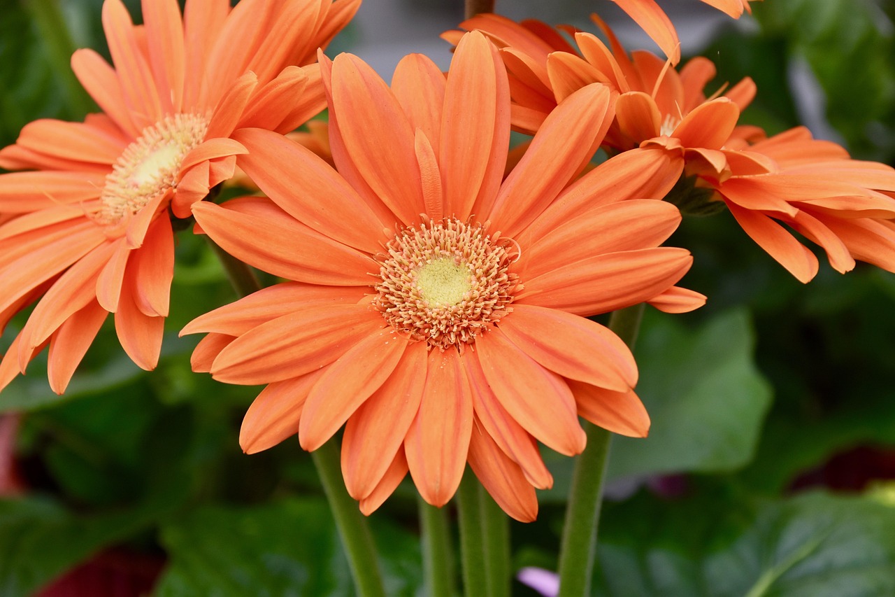 Flower Petals Orange - Free photo on Pixabay