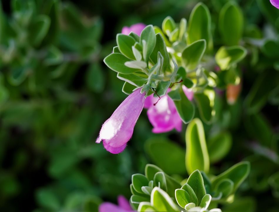 Fleur Rose Pâle Extérieur - Photo gratuite sur Pixabay