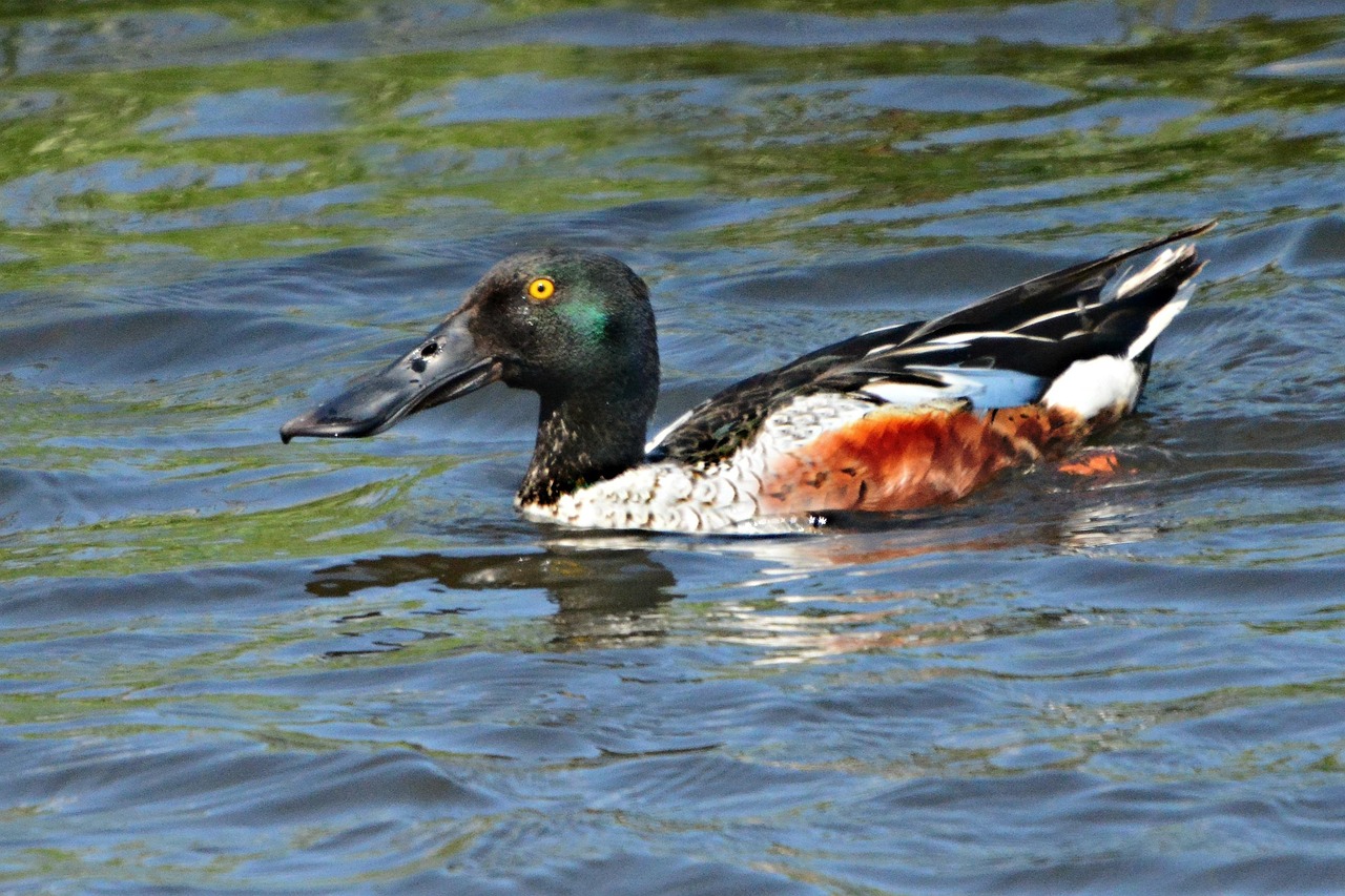 Northern Shoveler Duck Male Water - Free photo on Pixabay - Pixabay