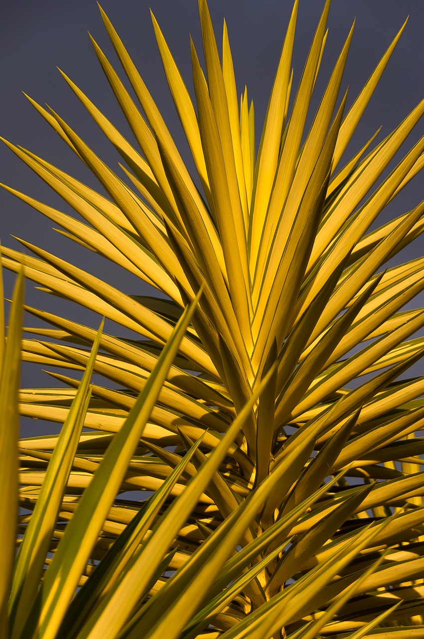 Más de 100 imágenes gratis de Yuca y Planta - Pixabay