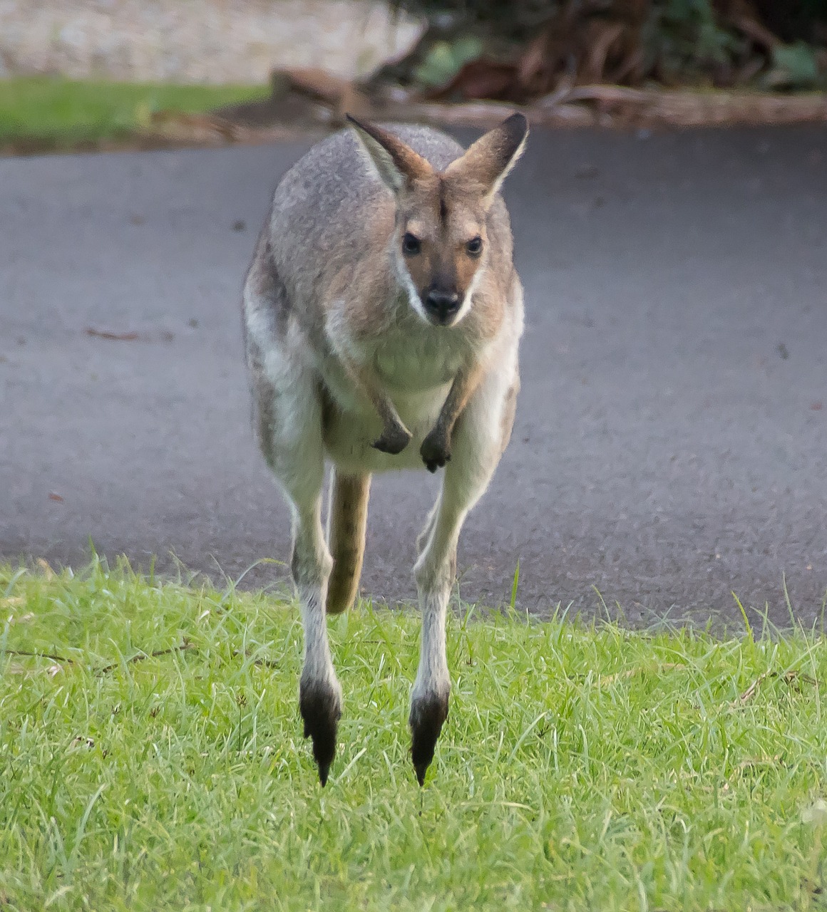 200+ Free Wallabies & Wallaby Photos - Pixabay