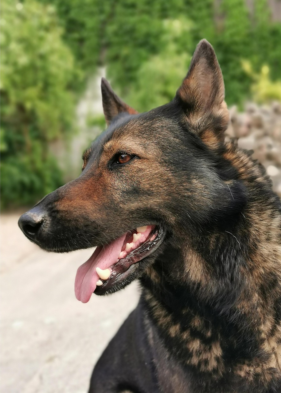 Hund Gesicht Schäferhund - Kostenloses Foto auf Pixabay - Pixabay