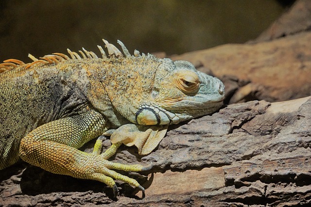 Parque De Vida Silvestre Zoo - Foto gratis en Pixabay - Pixabay
