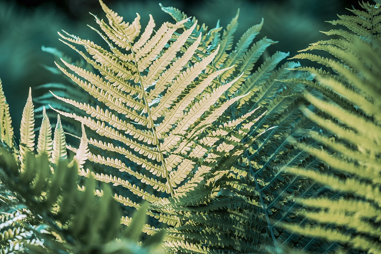 3,000+ Free Ferns & Nature Photos - Pixabay