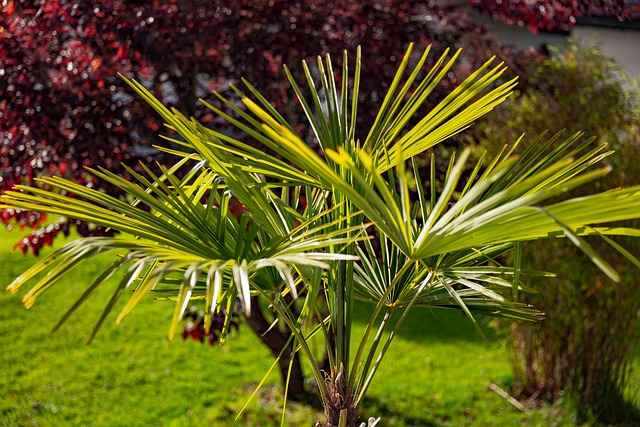 Palme Garten Natur - Kostenloses Foto auf Pixabay - Pixabay