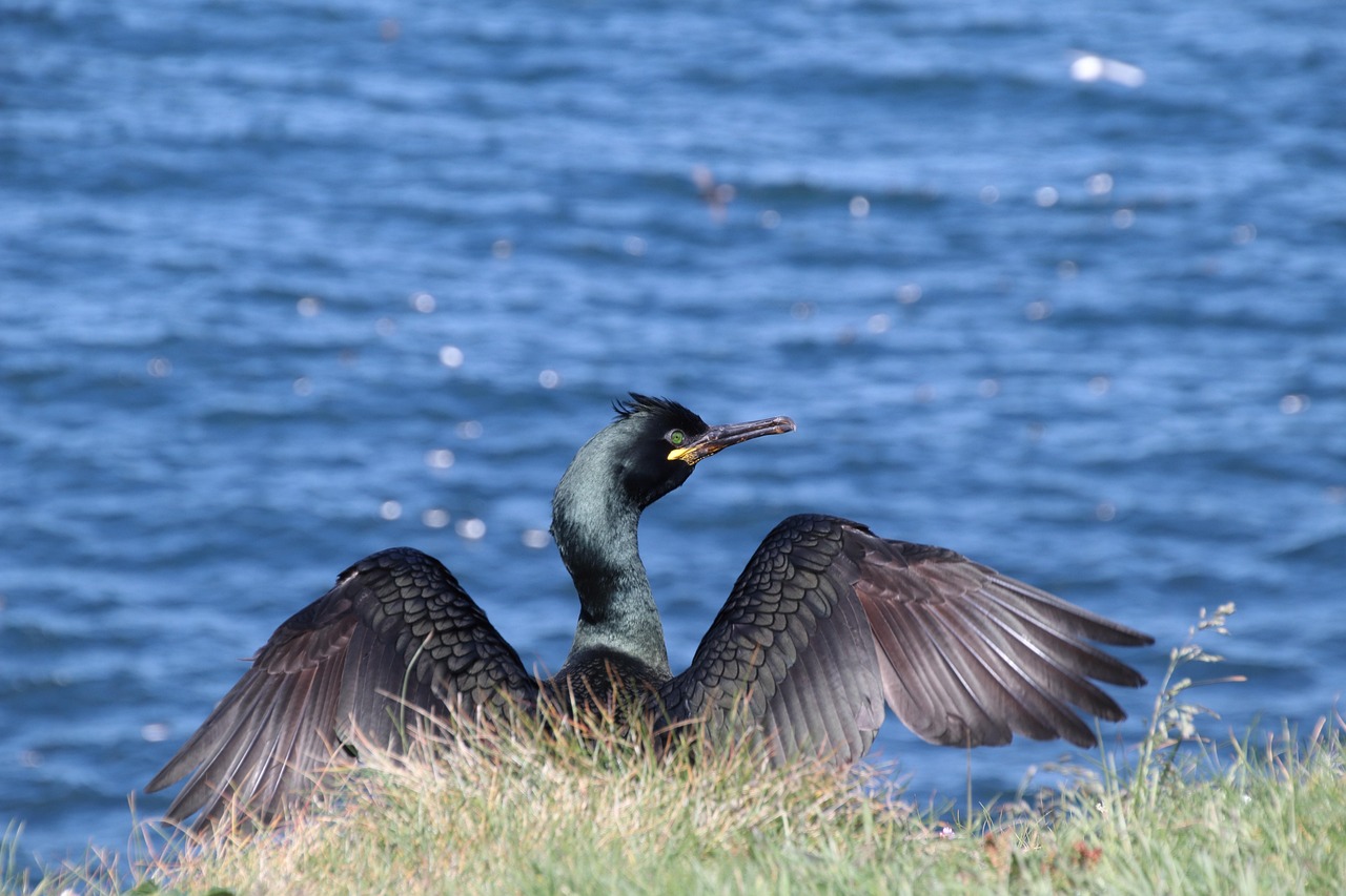 Nature Shag Bird - Free photo on Pixabay - Pixabay