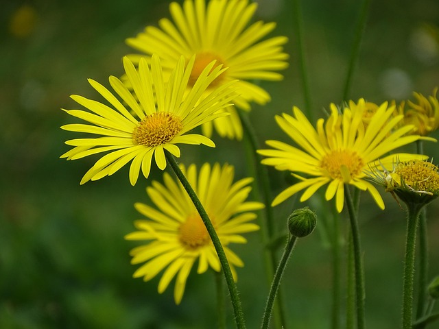 Flowers May Nature - Free photo on Pixabay