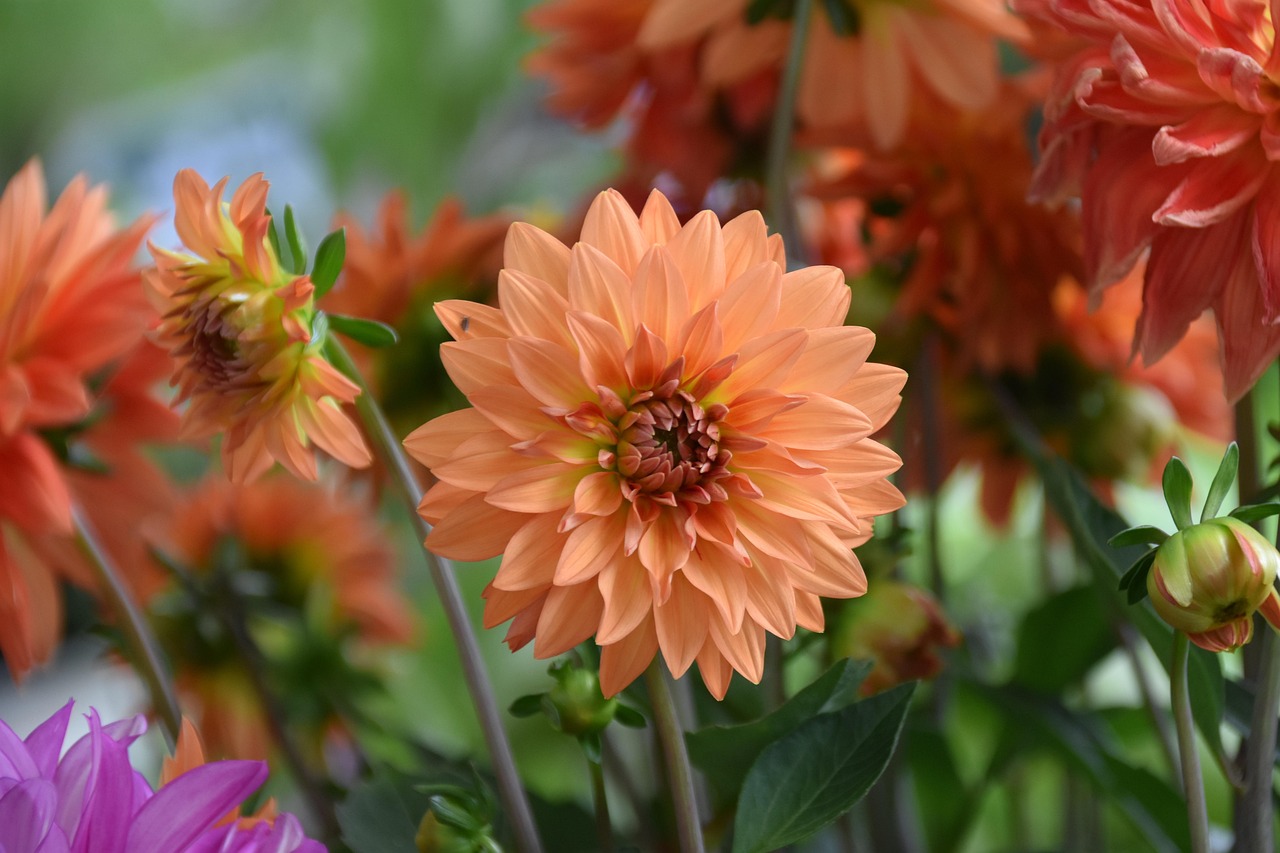 Flower Color Orange Green - Free photo on Pixabay