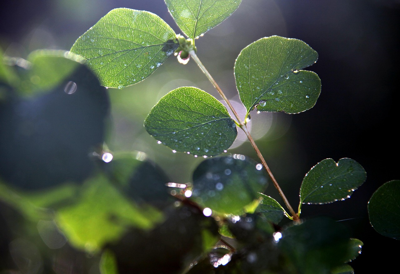 Yellowwood Tree Leaves Yellowwood Tree Fall Foliage How much do you ...
