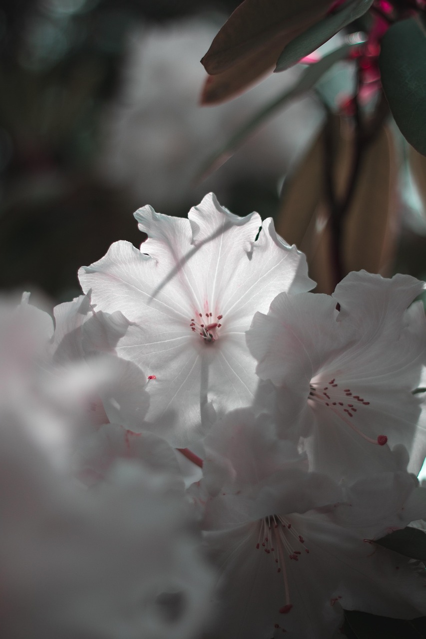 Nature Blanche Fleurir - Photo gratuite sur Pixabay - Pixabay