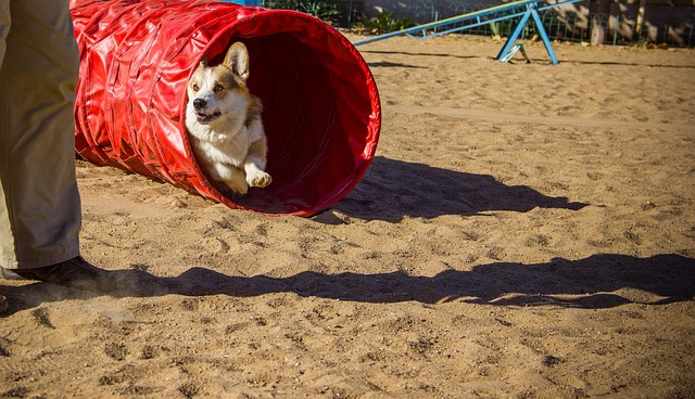 Welsh Corgi Pembroke Dog - Free photo on Pixabay - Pixabay