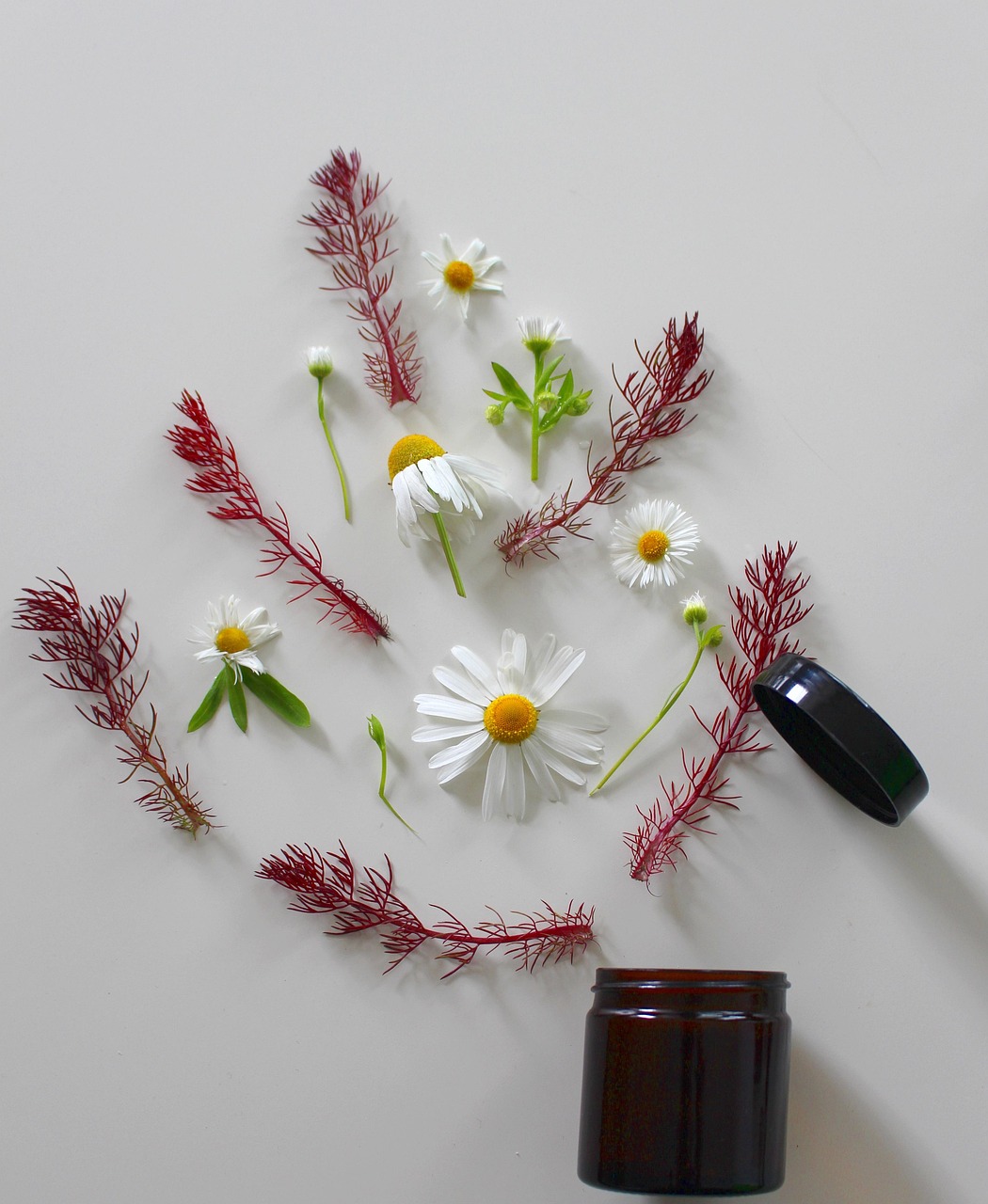 Medicinal Flower Remedies Ointment - Free photo on Pixabay - Pixabay