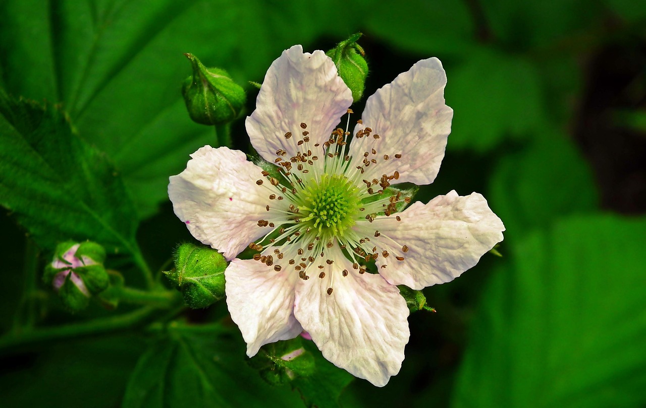 Blackberry Bezkolcowa Flower Plant - Free photo on Pixabay - Pixabay