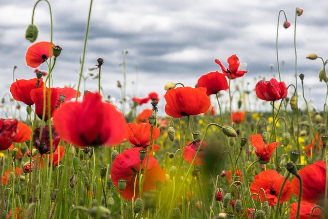 Mohnblüte Mohnfeld Klatschmohn - Kostenloses Foto auf Pixabay