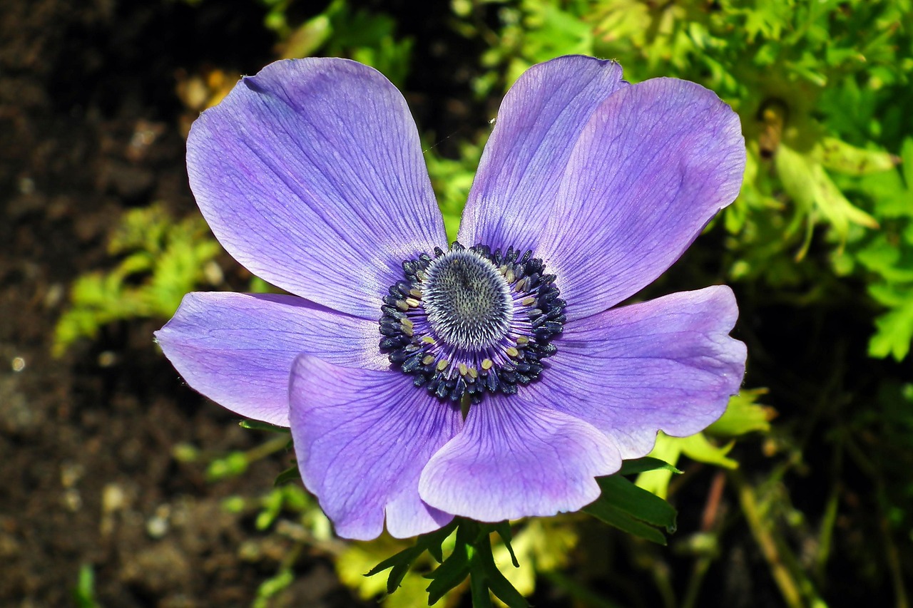 Anêmona Flor Primavera - Foto gratuita no Pixabay - Pixabay
