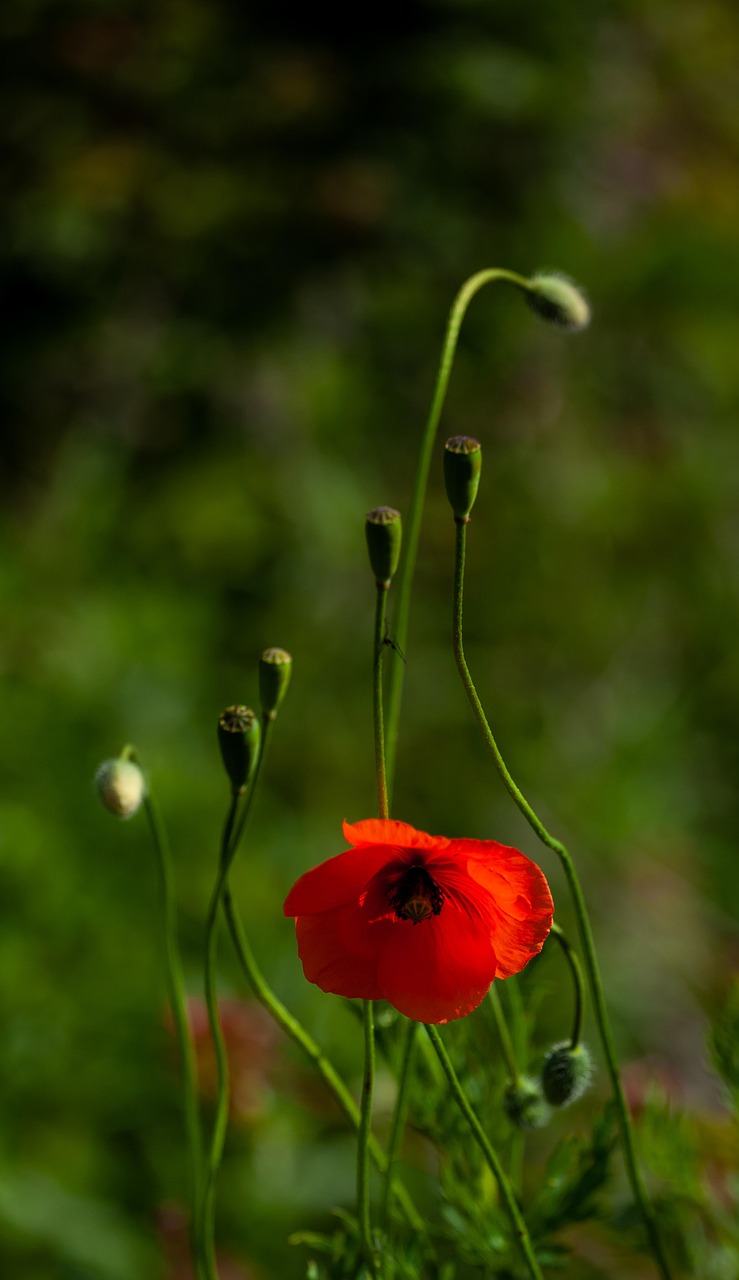 10,000+ Free Poppy & Nature Images - Pixabay