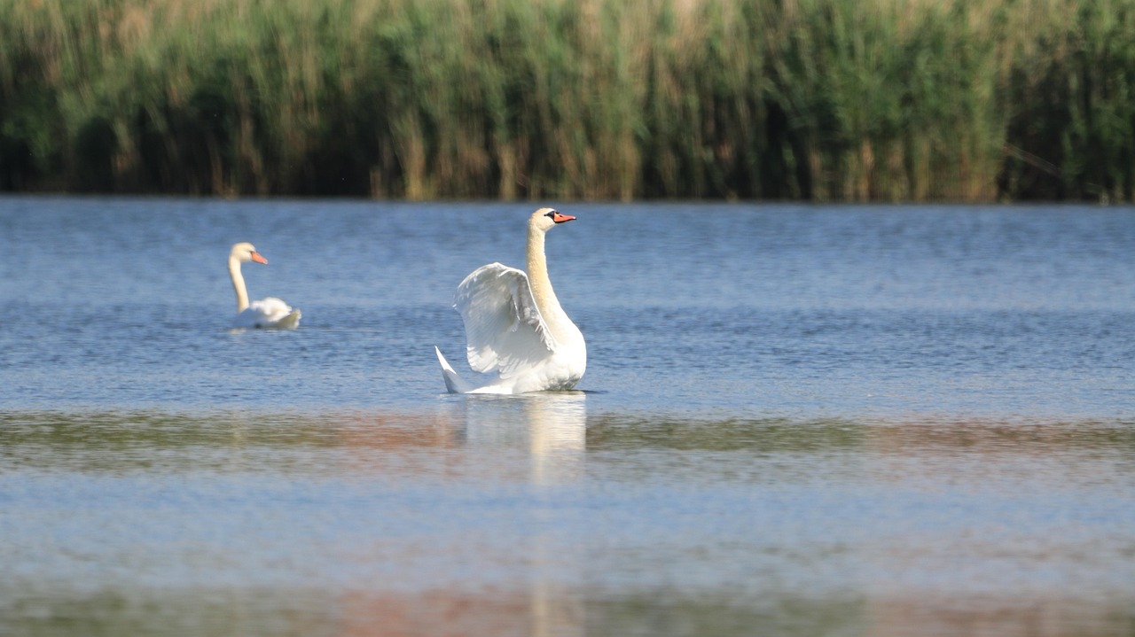 Angsa Danau Burung Bulu - Foto gratis di Pixabay - Pixabay