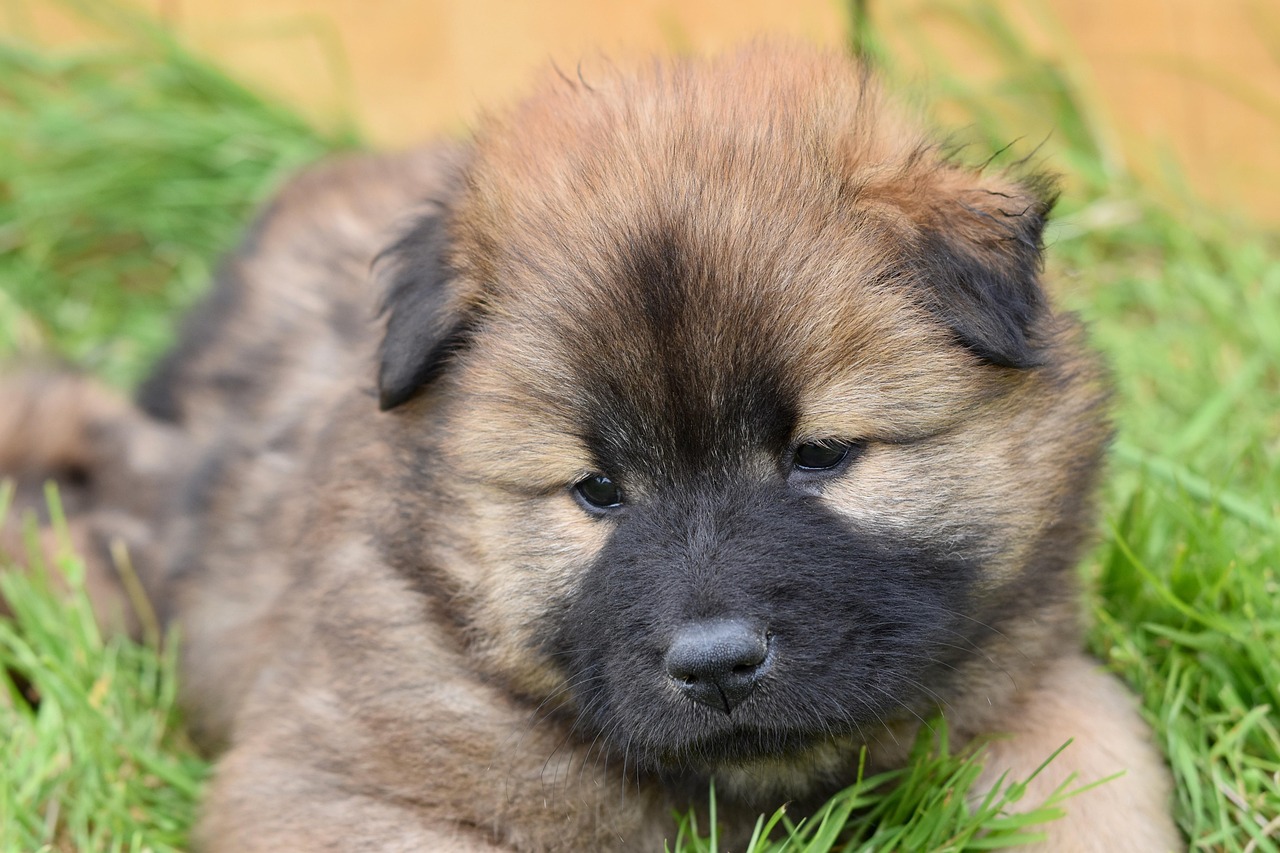 Dog Puppy Young Portrait - Free photo on Pixabay