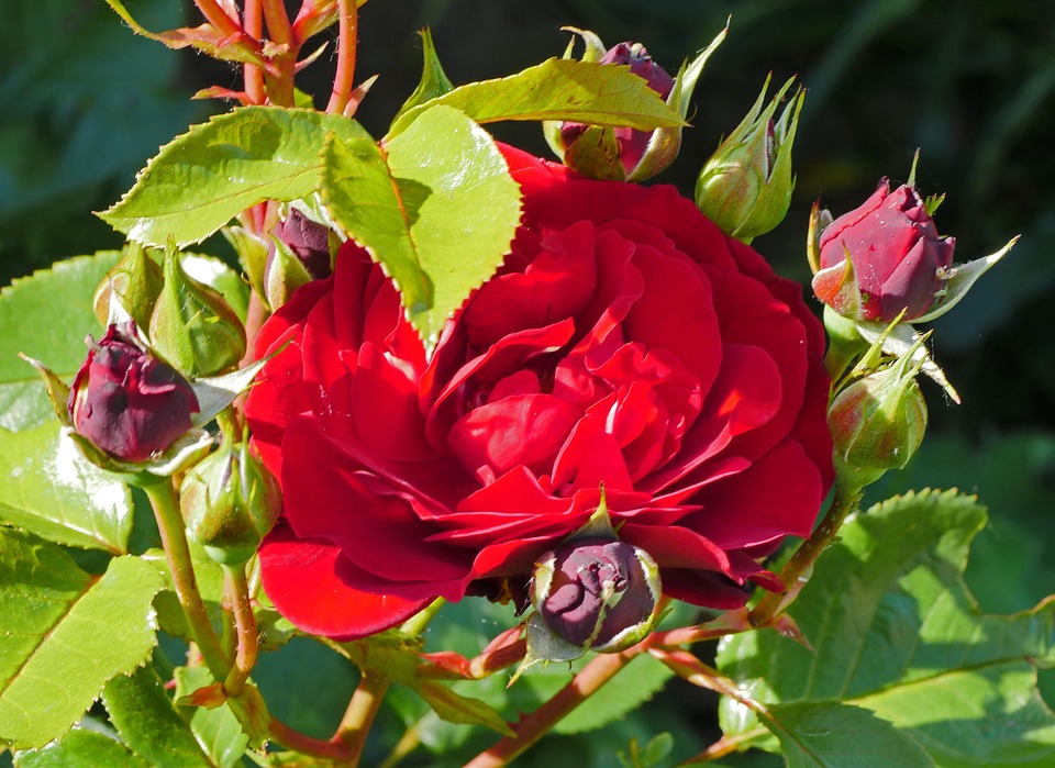 Jardin Rose Fleur Bourgeon - Photo gratuite sur Pixabay - Pixabay