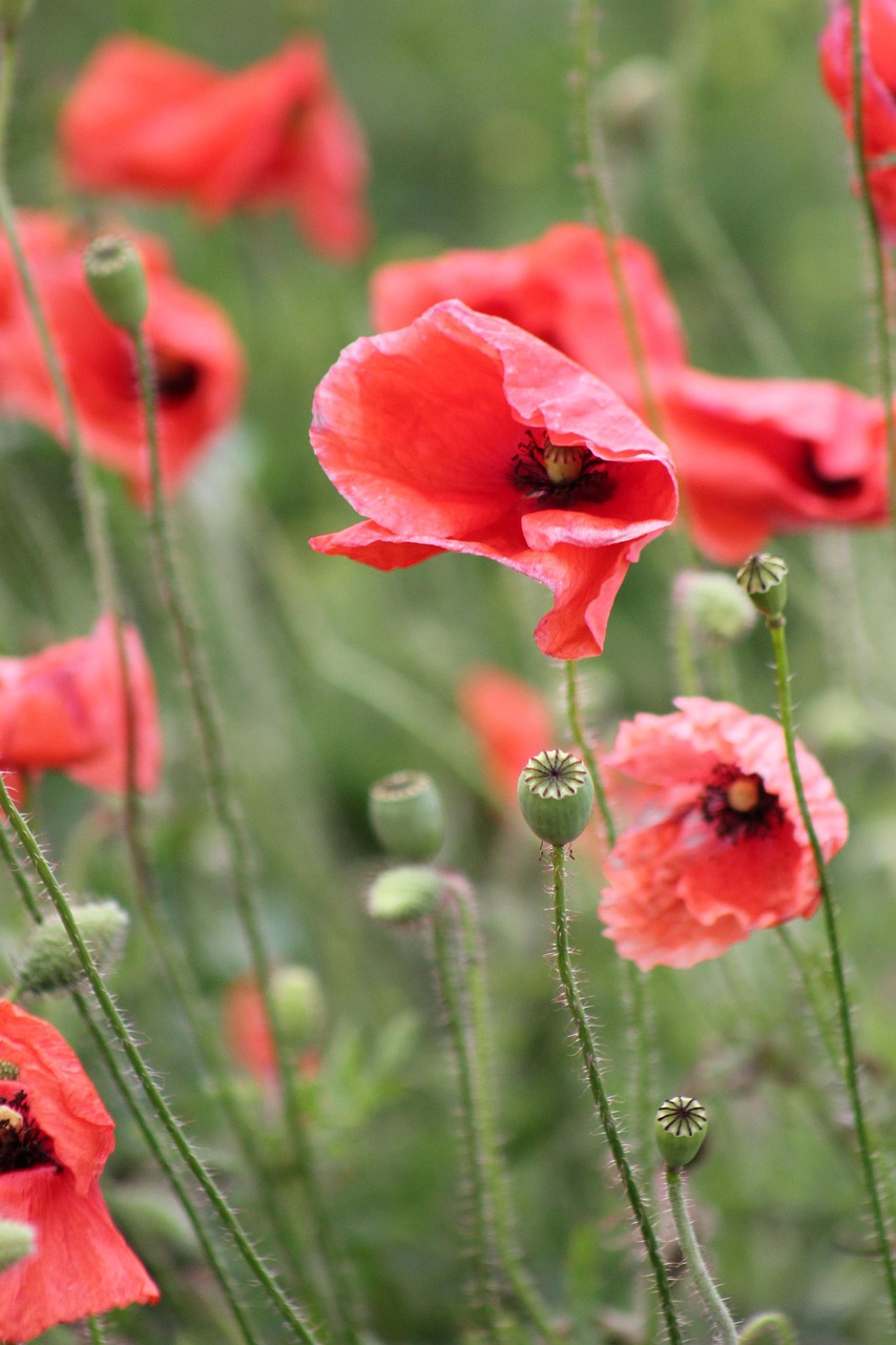 Opium Poppy Jagung Bunga - Foto gratis di Pixabay - Pixabay