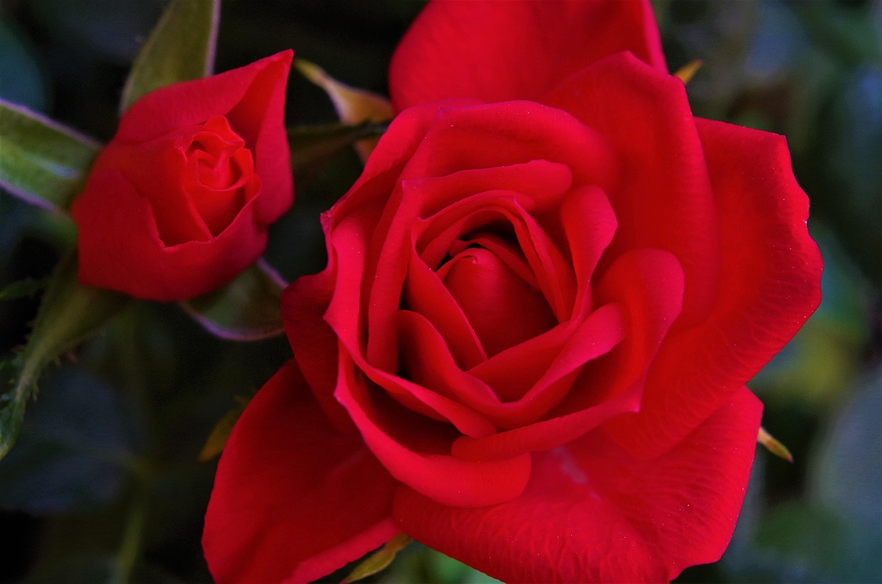 500+ Free Rosebud & Rose Images - Pixabay