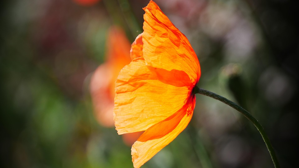 Poppy Poppies Nature - Free photo on Pixabay
