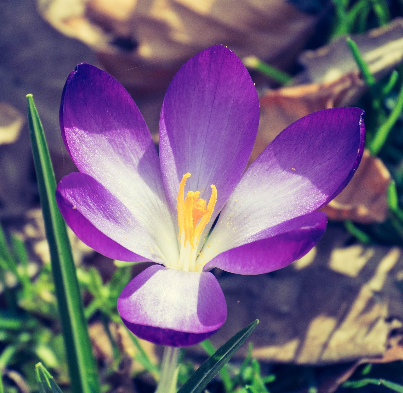 Flower Purple Multicoloured - Free photo on Pixabay - Pixabay