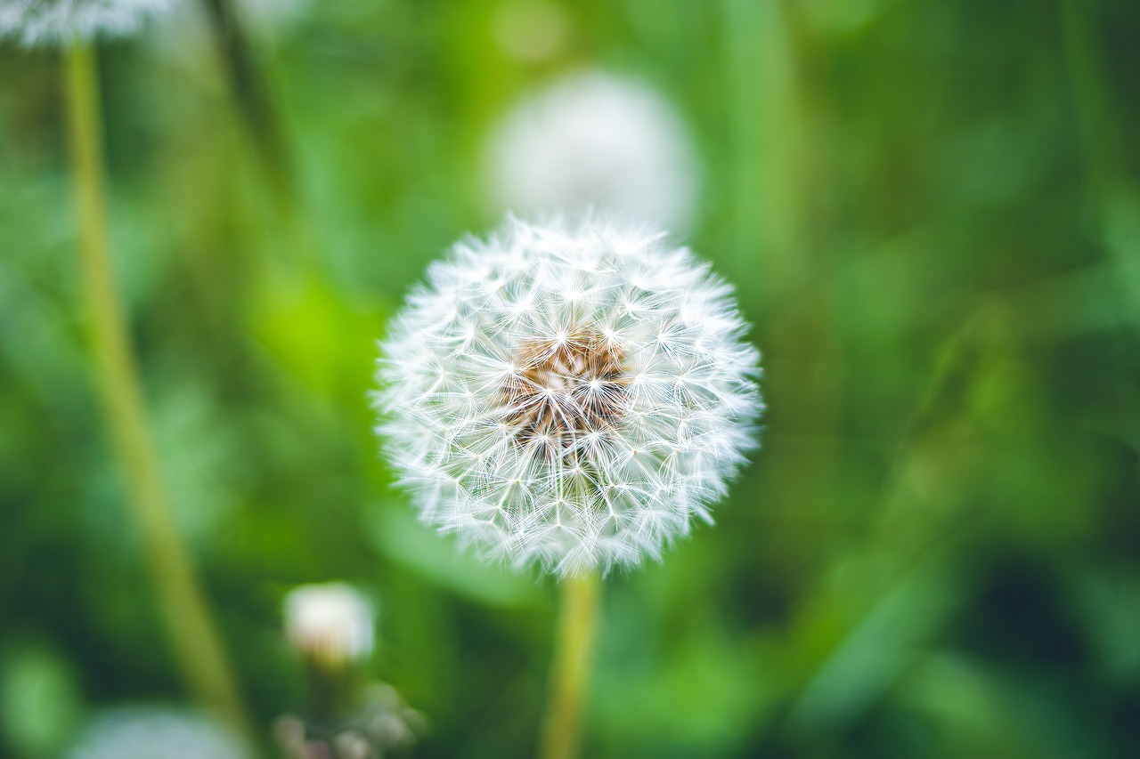 Diente De León Flor Macro - Foto gratis en Pixabay - Pixabay
