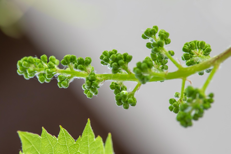 Grapevine Young Fresh - Free photo on Pixabay - Pixabay