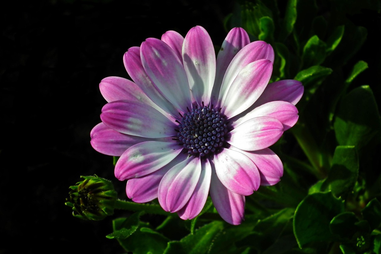 Flor Colorido Primavera - Foto gratuita no Pixabay - Pixabay