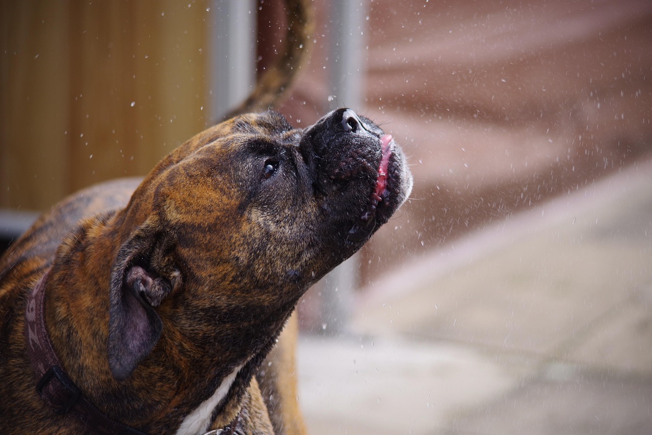 Dog Boxer Animal Domestic - Free photo on Pixabay - Pixabay