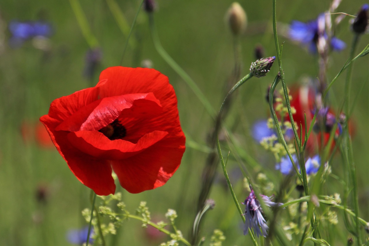 Close Up Poppies Meadow - Free photo on Pixabay