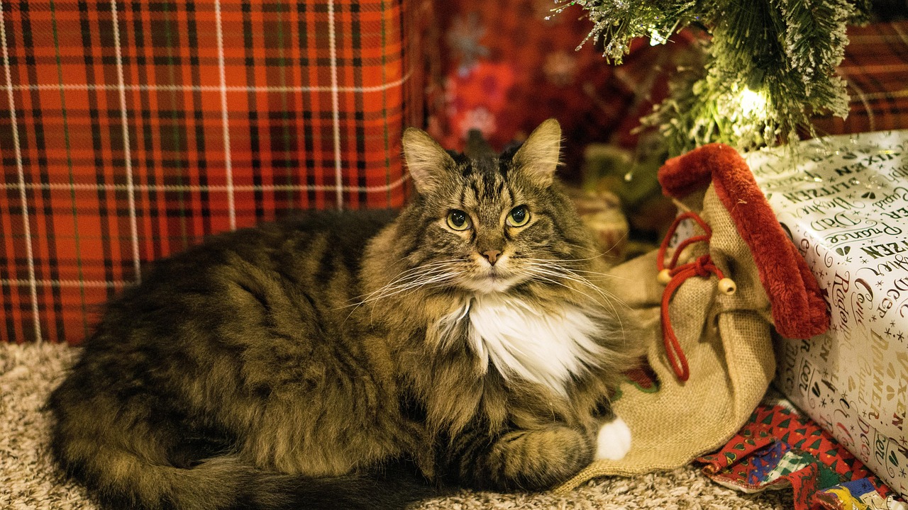 Cat Christmas Animal - Free photo on Pixabay