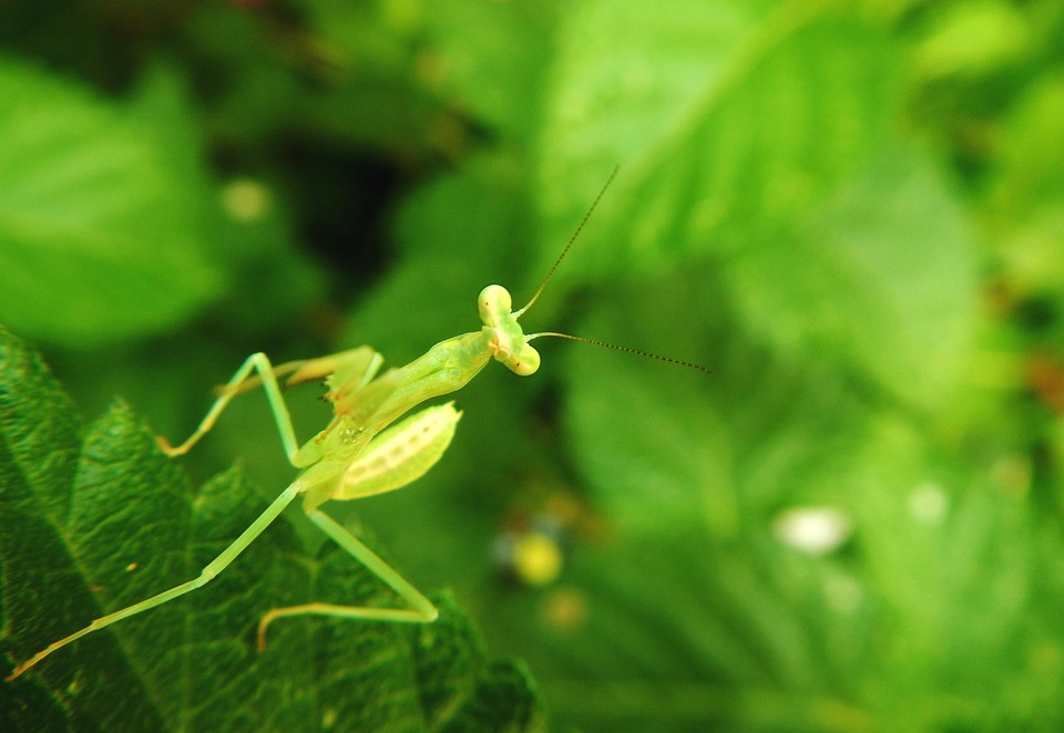 Northern Praying Mantis Literally Quotpraying Mantis